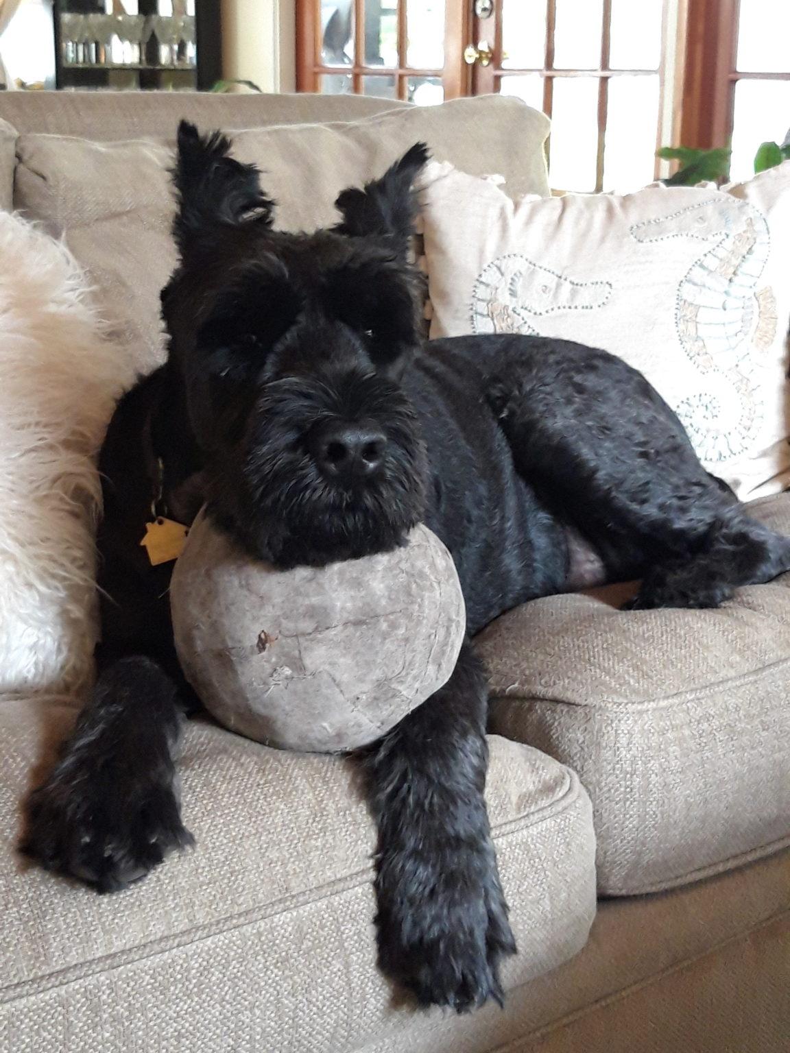 Donate Supplies! – HT-Z Giant Schnauzer Rescue