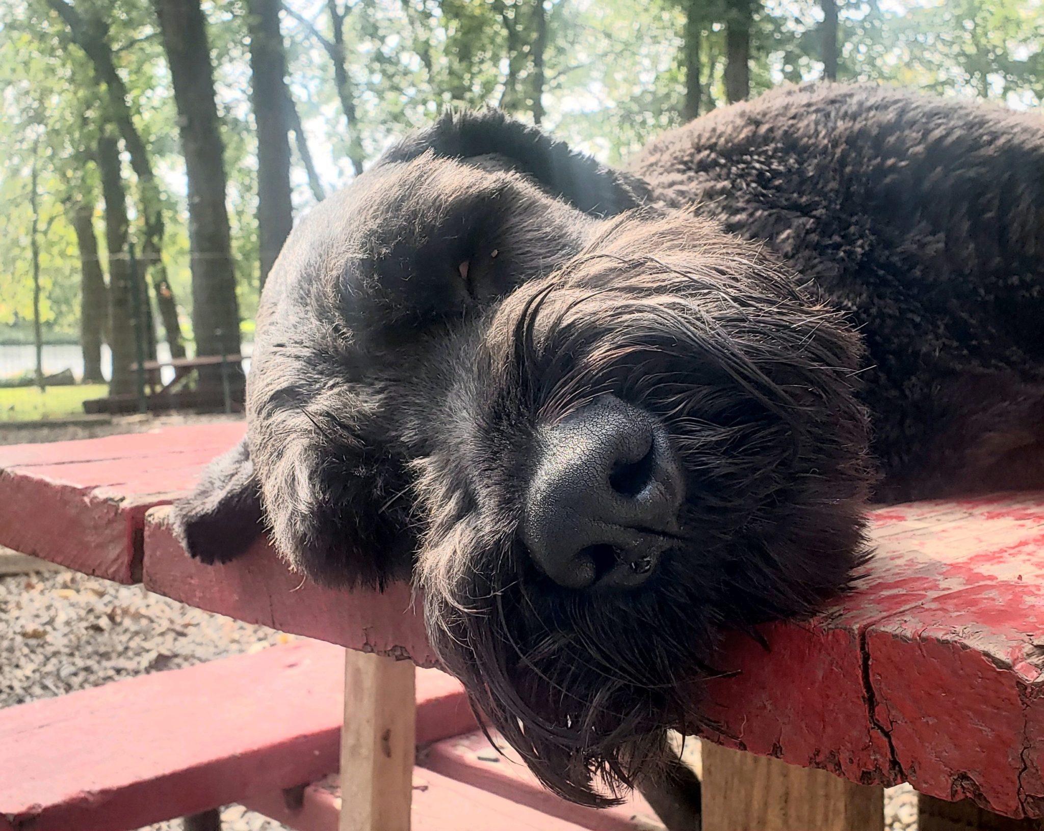 Recovery Room Dogs – HT-Z Giant Schnauzer Rescue