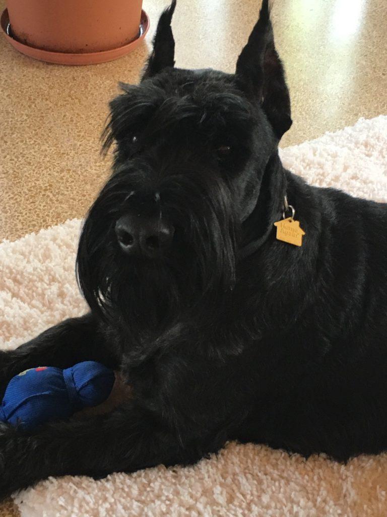 Adoption Fees – HT-Z Giant Schnauzer Rescue