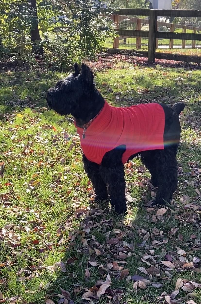 Volunteer With Us – HT-Z Giant Schnauzer Rescue