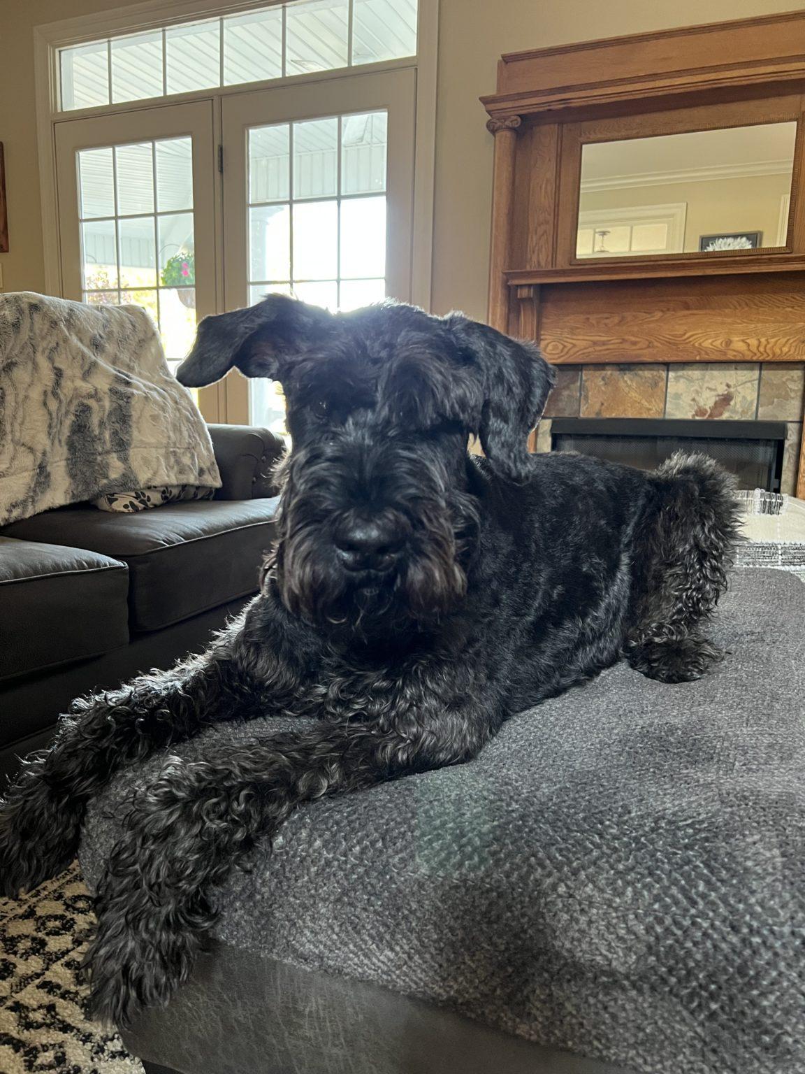 About – HT-Z Giant Schnauzer Rescue