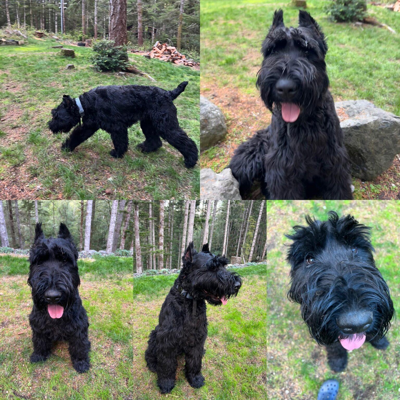 Available Dogs – HT-Z Giant Schnauzer Rescue